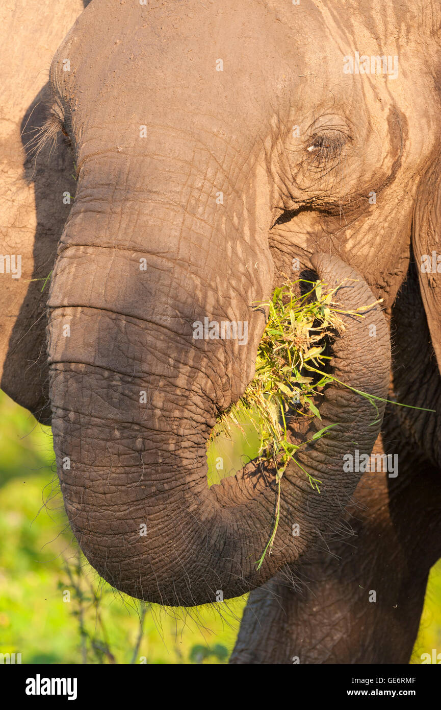 Zimbabwe old bull elephant hi-res stock photography and images - Alamy