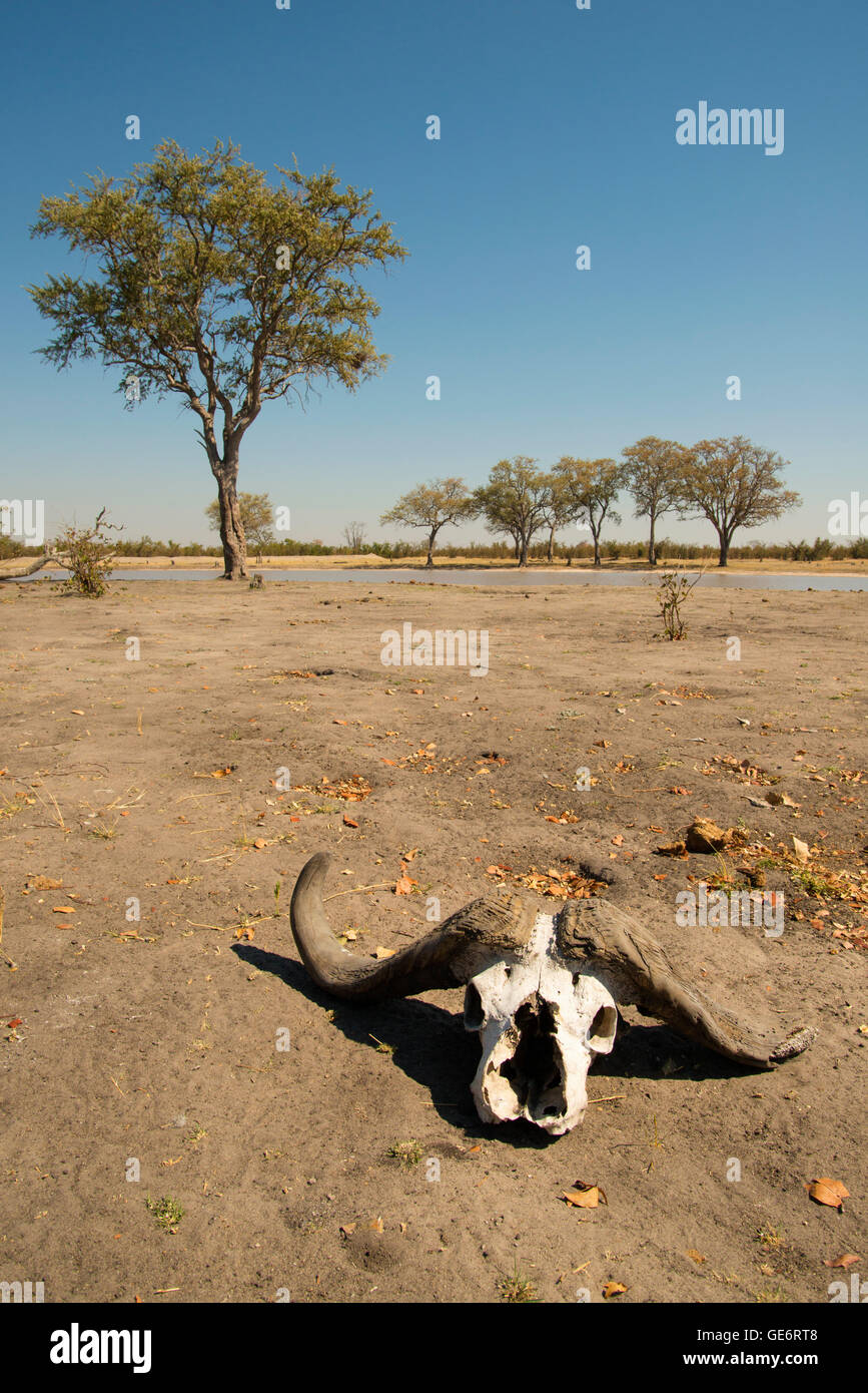 Dead buffalo hi-res stock photography and images - Alamy