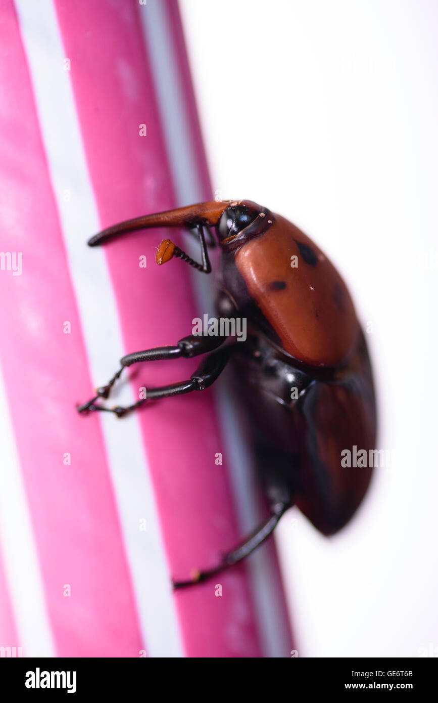 Close up view of a red palm weevil insect Stock Photo - Alamy