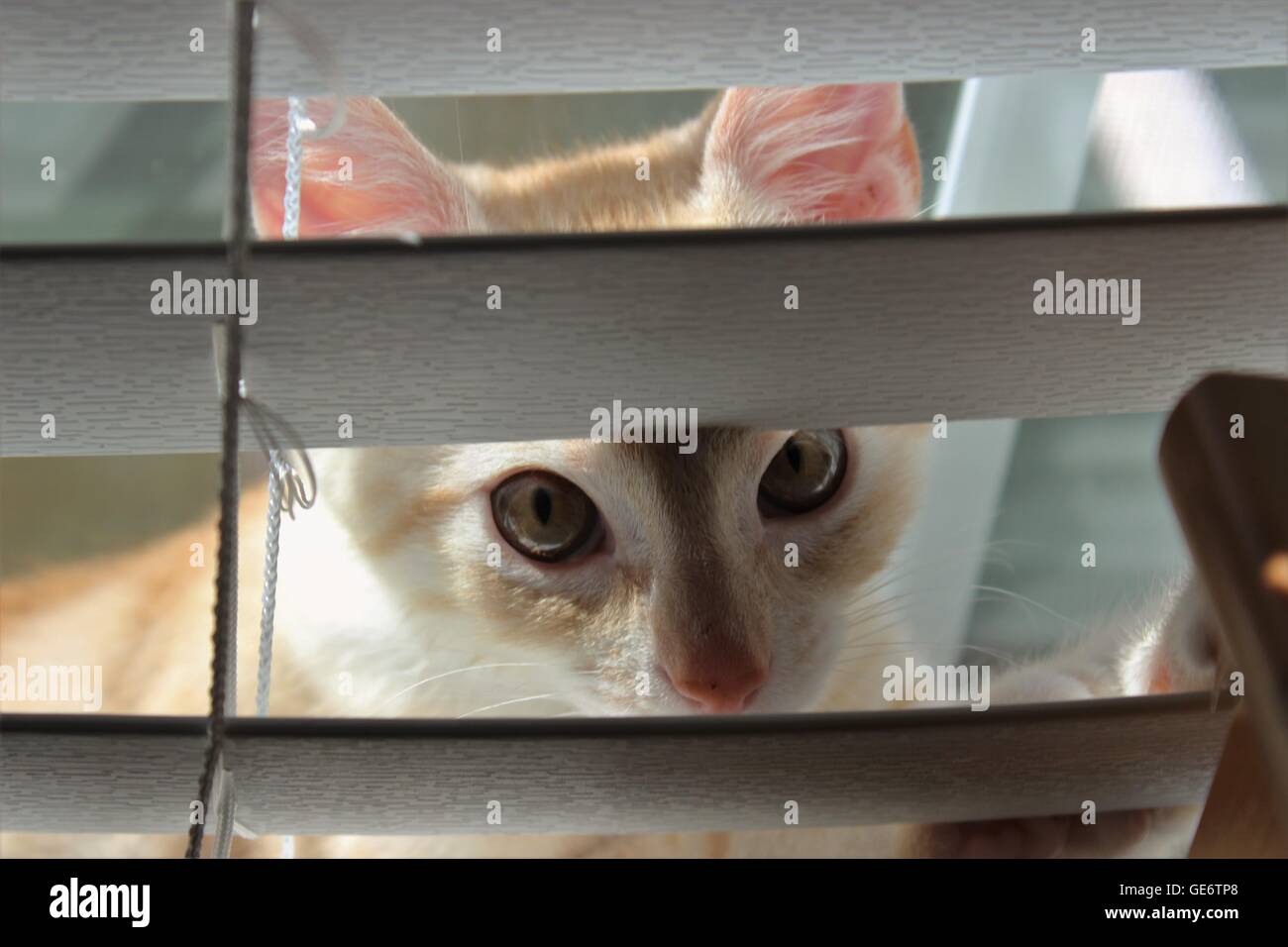 Cat in the window Stock Photo - Alamy