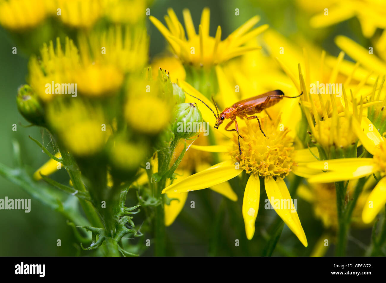 Lunt meadows nature reserve, merseyside hi-res stock photography and ...