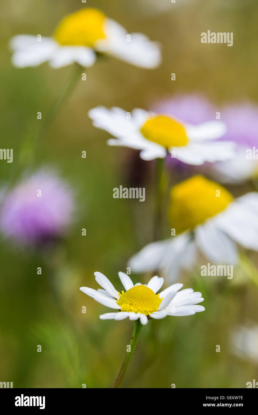 Lunt meadows nature reserve, merseyside hi-res stock photography and ...
