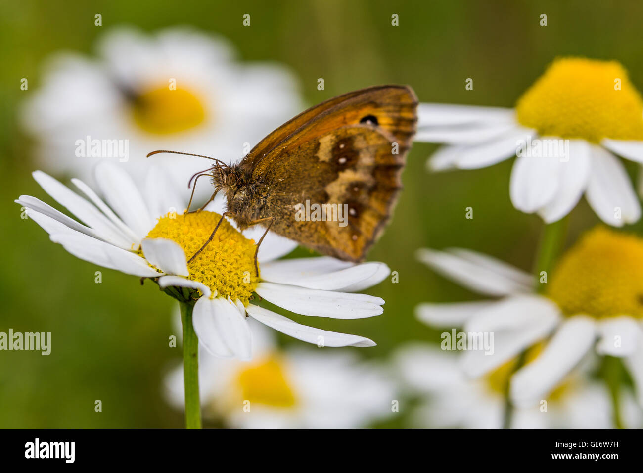 Lunt hi-res stock photography and images - Alamy
