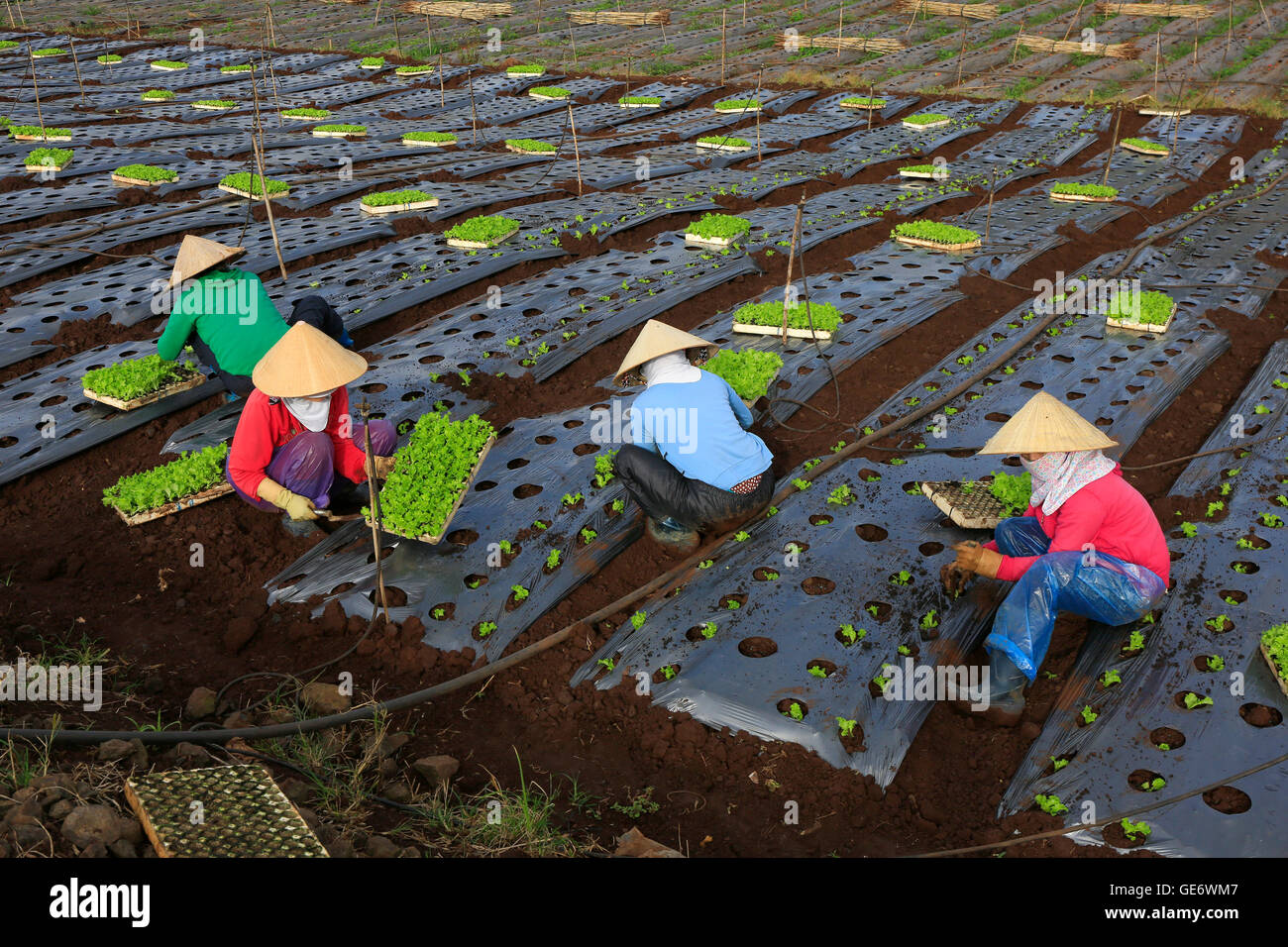 Farmer cultivating hi-res stock photography and images - Alamy