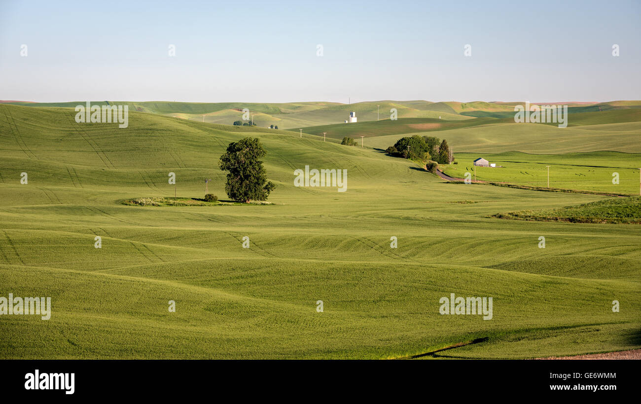 Beautiful farm land with trees and wheat Stock Photo - Alamy