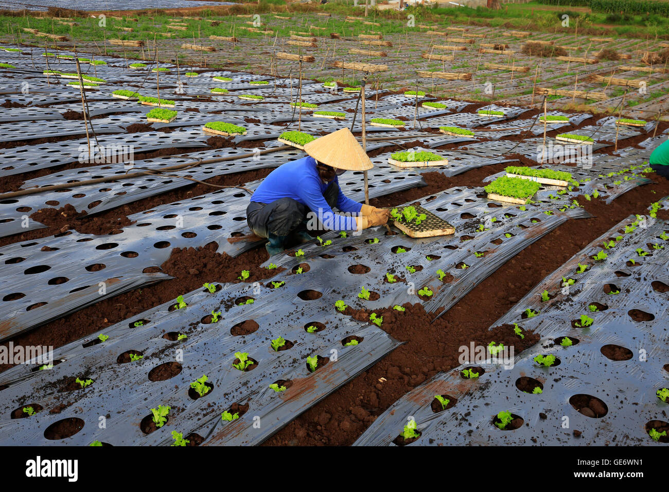 Farmers filed hi-res stock photography and images - Alamy