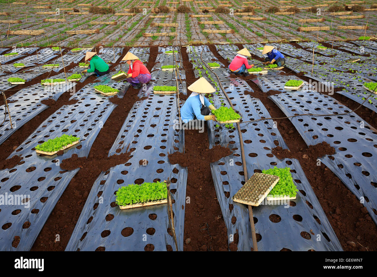 Farmers filed hi-res stock photography and images - Alamy