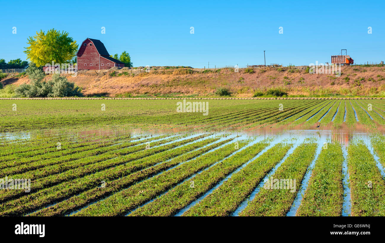 Farm with crops and a red barn Stock Photo - Alamy