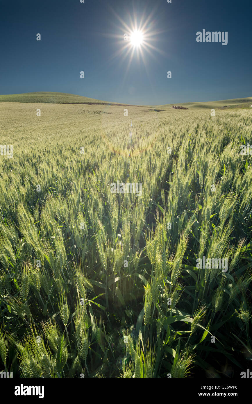 Farmers crops with the sun shining on them Stock Photo - Alamy
