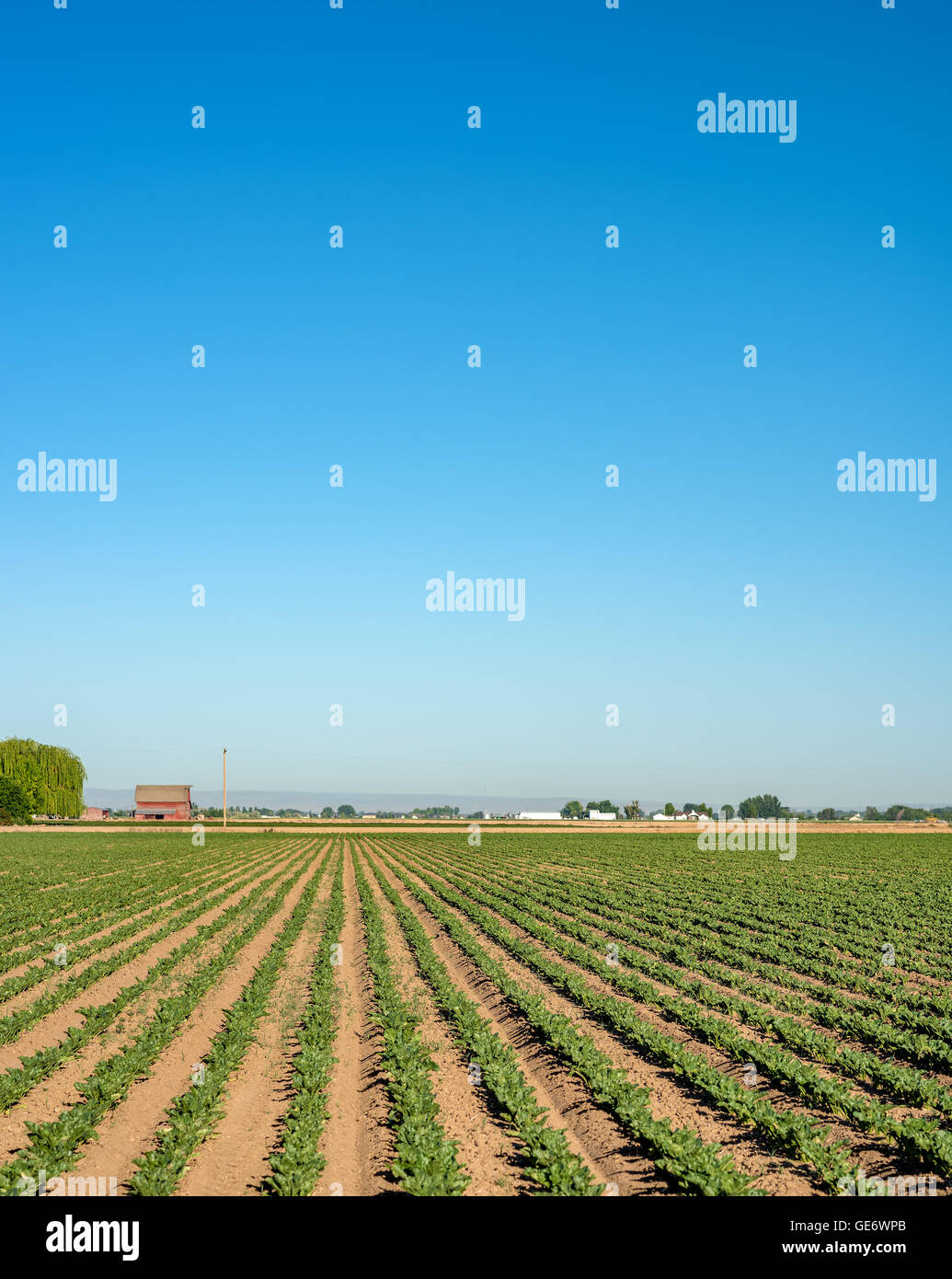 Farm with red barn and rows of crops Stock Photo - Alamy