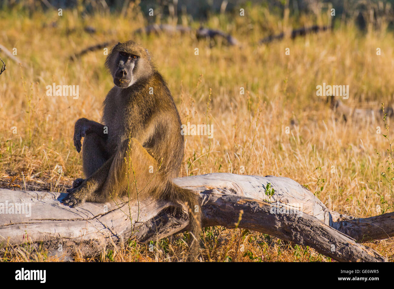 Baboon Tree High Resolution Stock Photography and Images - Alamy