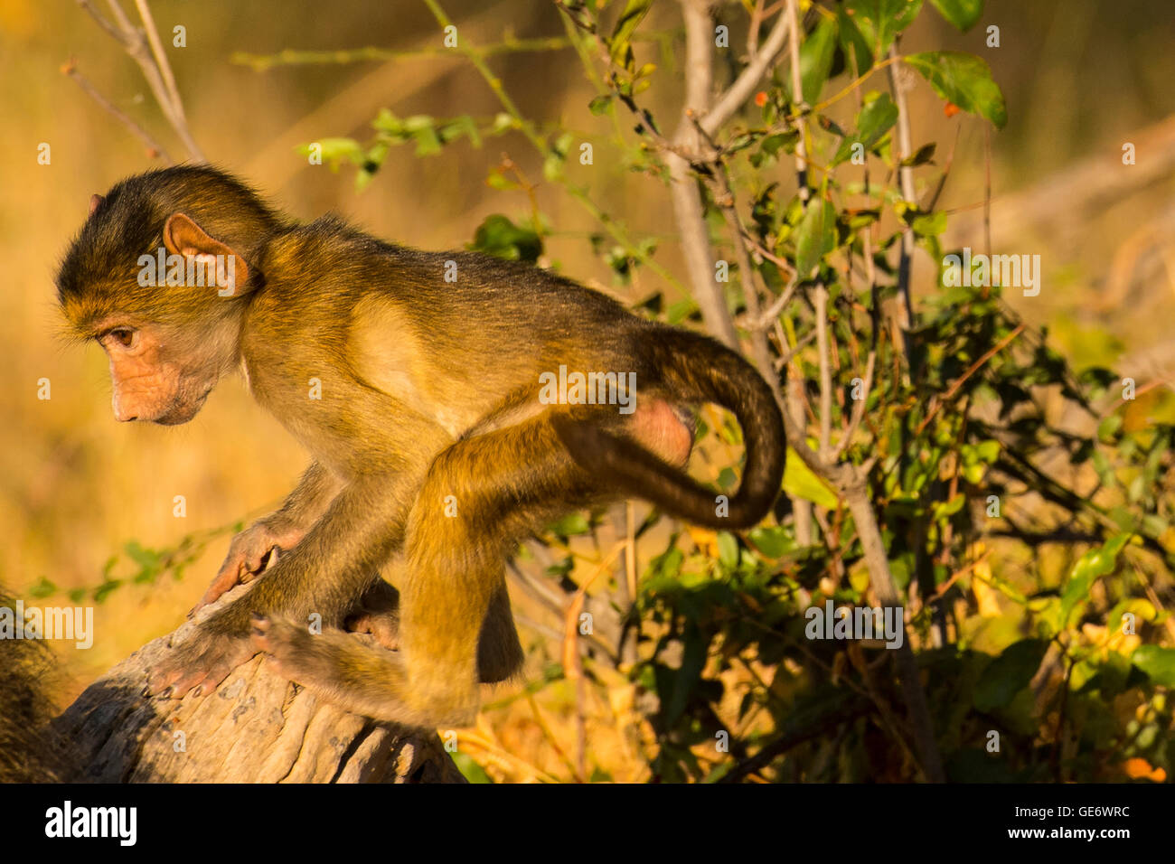 Baby chacma baboon intensely staring Stock Photo - Alamy