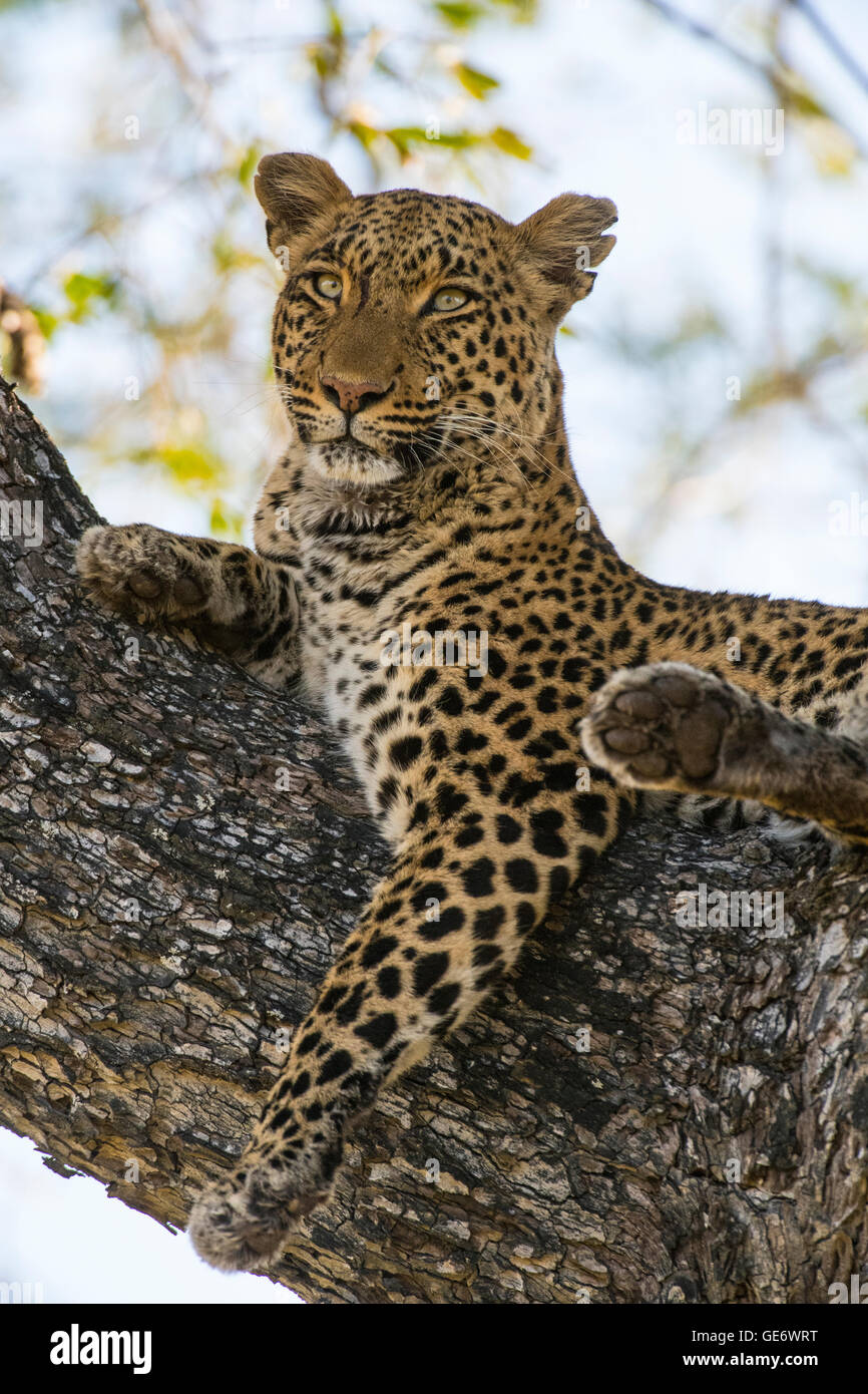 Female Leopard lying in tree in Vumbera, Okavango Delta, Botswana Stock ...