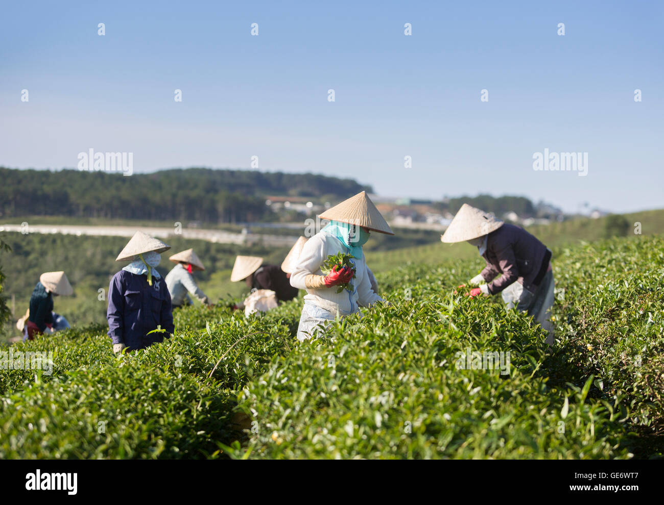 A group of farmers picking tea on a summer afternoon in Cau Dat tea ...