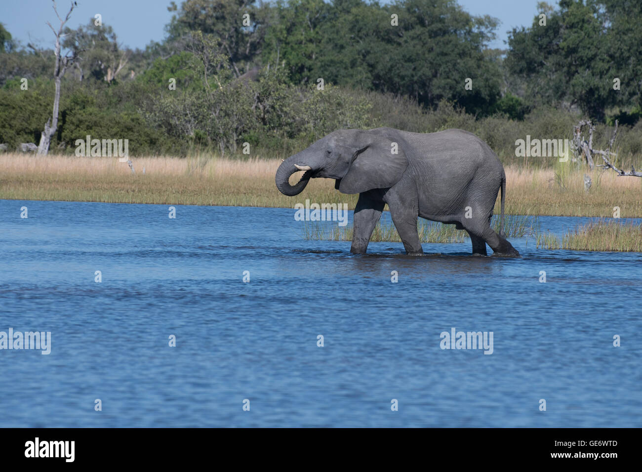 Elephant walking through water hi-res stock photography and images - Alamy