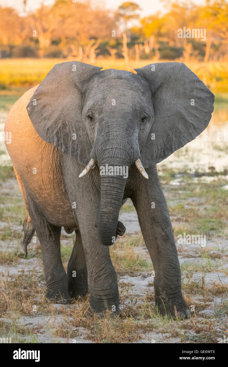 Elephant calf looking mother hi-res stock photography and images - Alamy