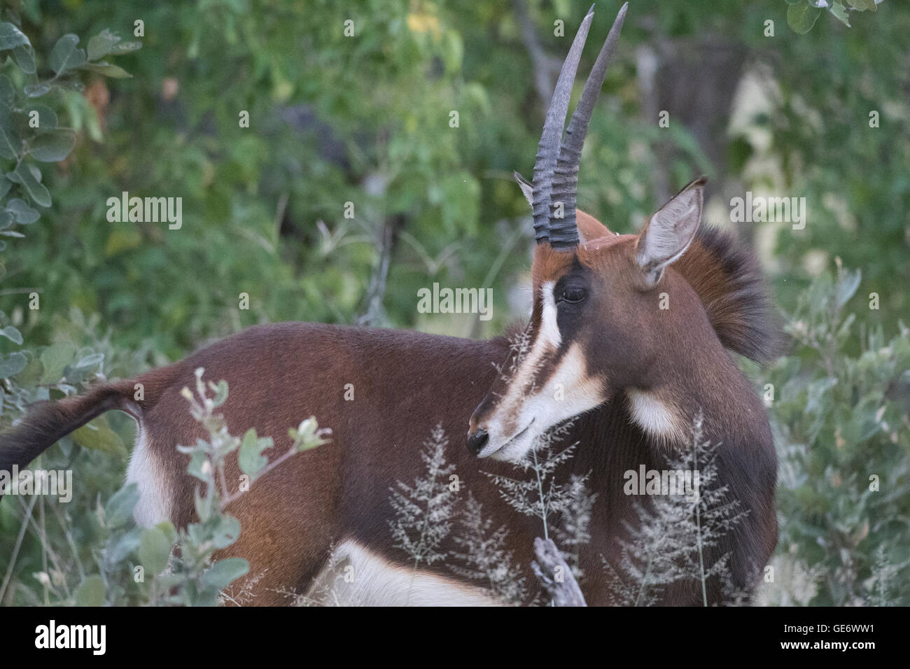Sable Palms High Resolution Stock Photography and Images - Alamy