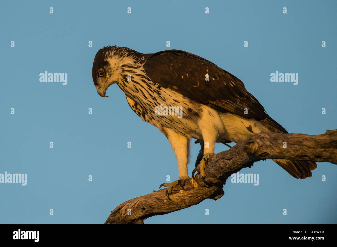 African Hawk Eagle perching on branch Stock Photo - Alamy