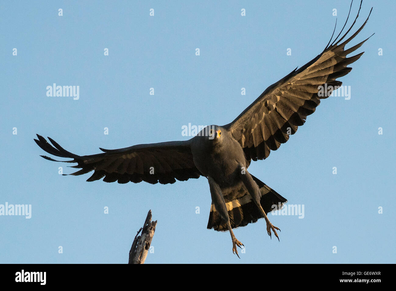 Flying African Harrier Hawk Polyboroides Typus High Resolution Stock ...