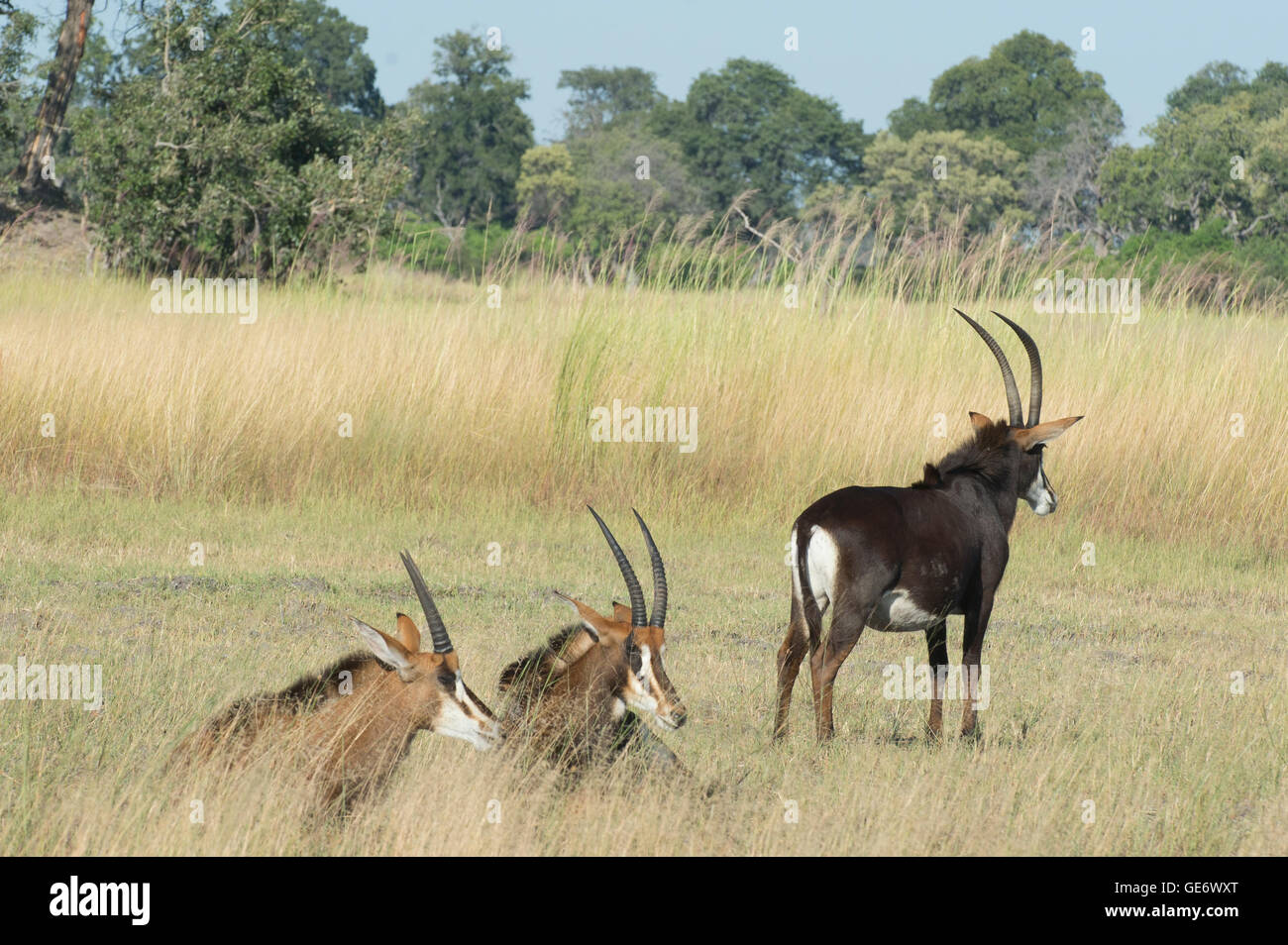 Male and female Sable Antelope looking Stock Photo - Alamy