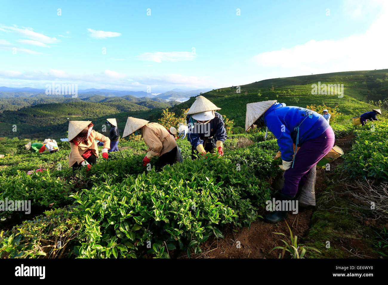 A group of farmers picking tea on a summer afternoon in Cau Dat tea ...