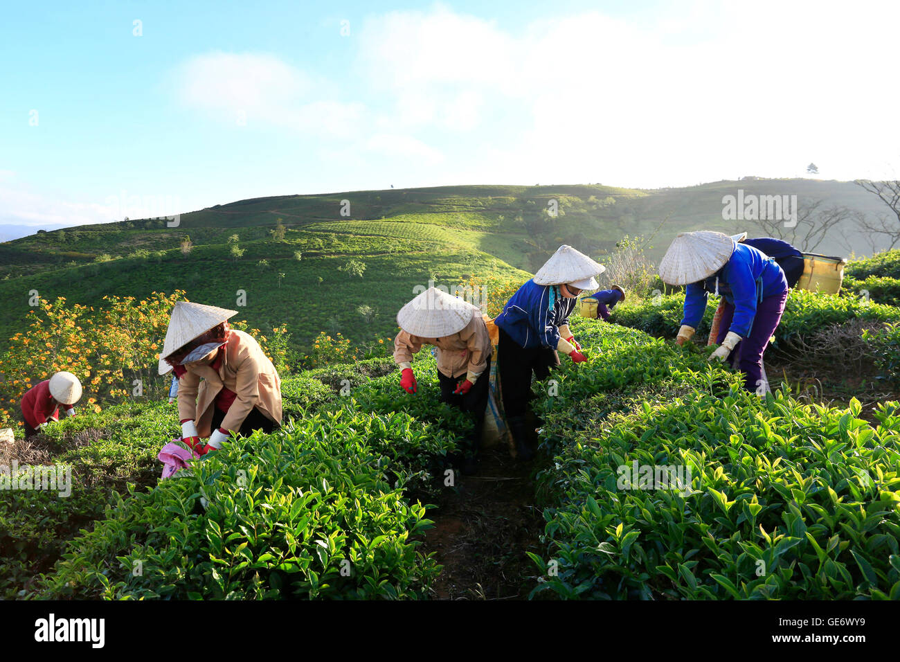 A group of farmers picking tea on a summer afternoon in Cau Dat tea ...
