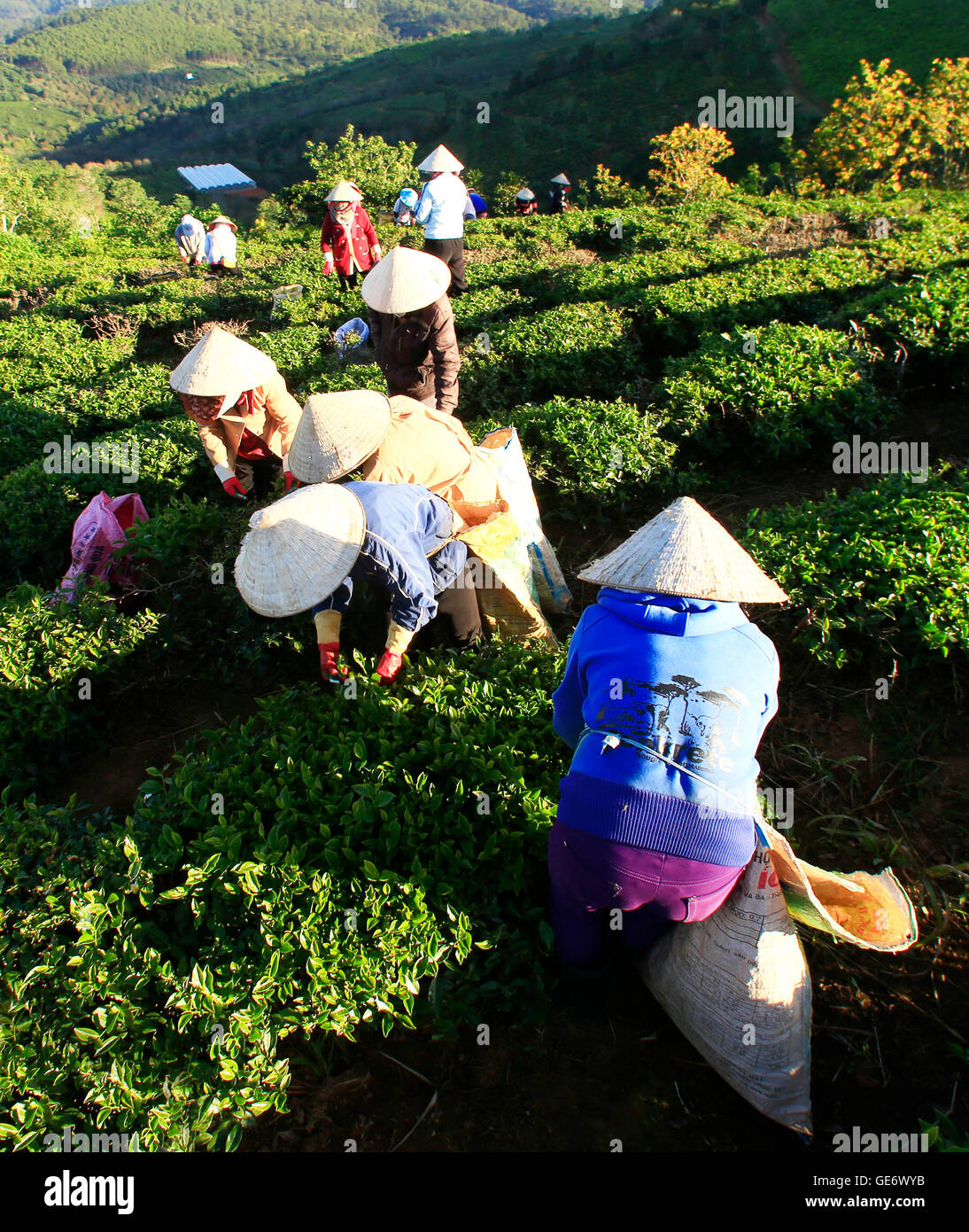 A group of farmers picking tea on a summer afternoon in Cau Dat tea ...