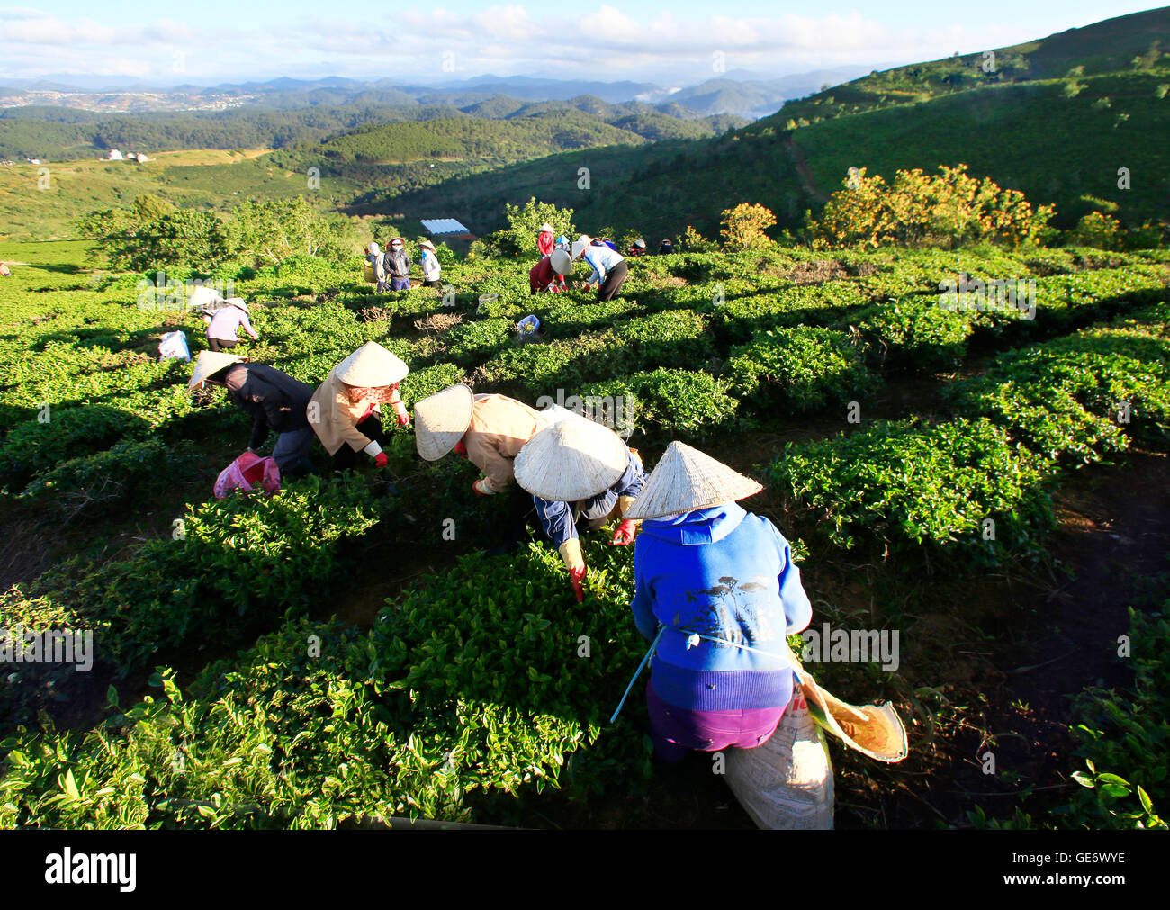 A group of farmers picking tea on a summer afternoon in Cau Dat tea ...