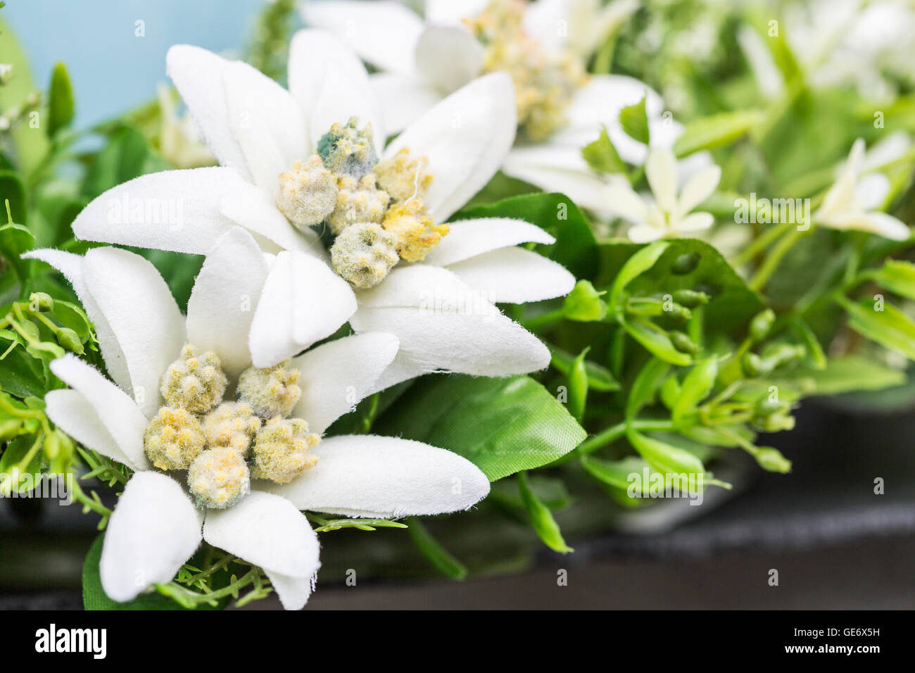 Switzerland National Flower