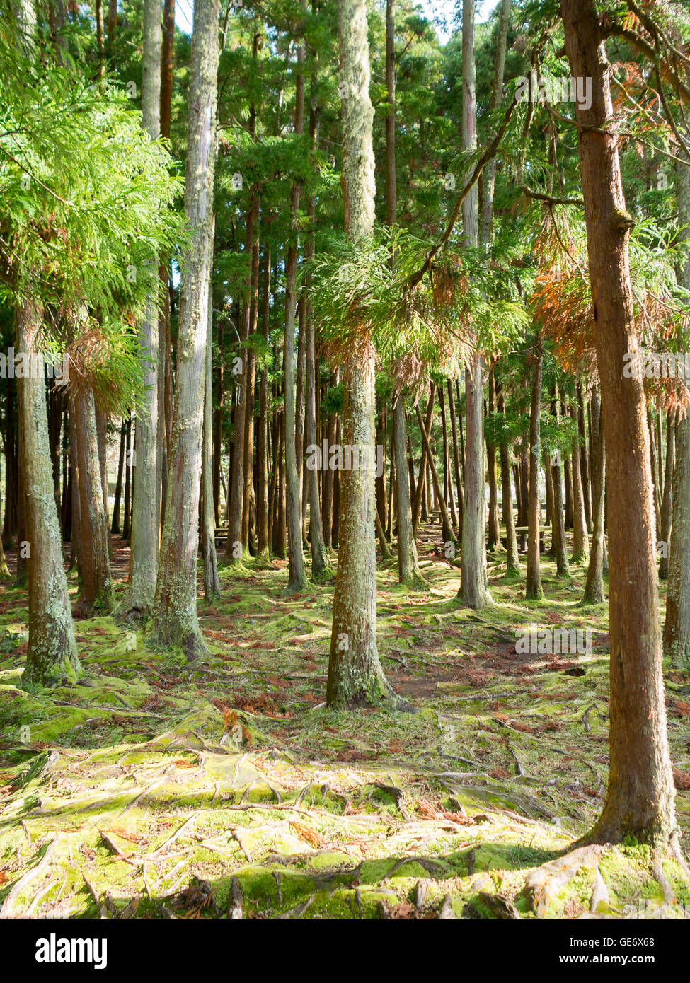 The forest trees by Furnas Lake Stock Photo - Alamy