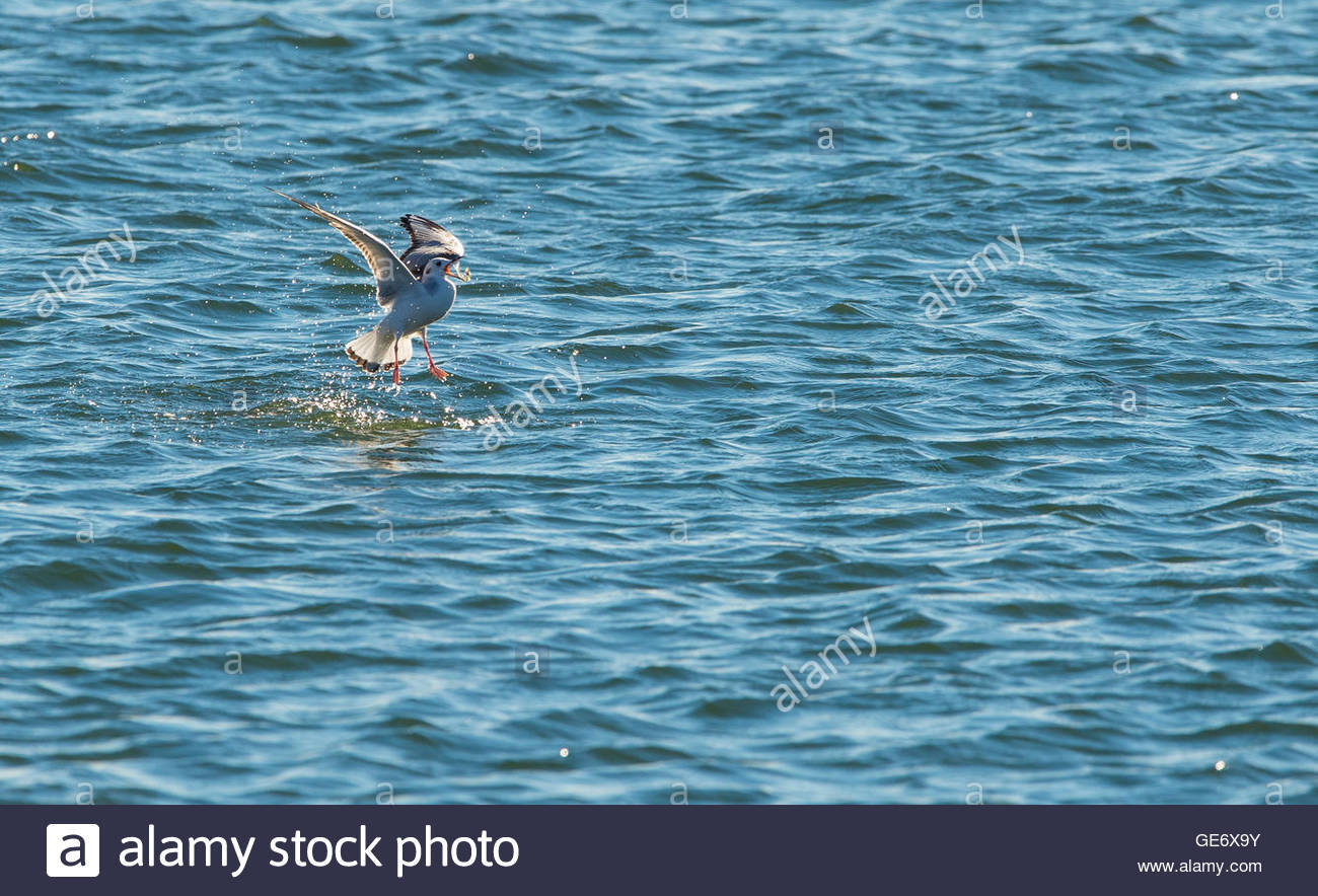 Flipping Bird Stock Photos & Flipping Bird Stock Images - Alamy