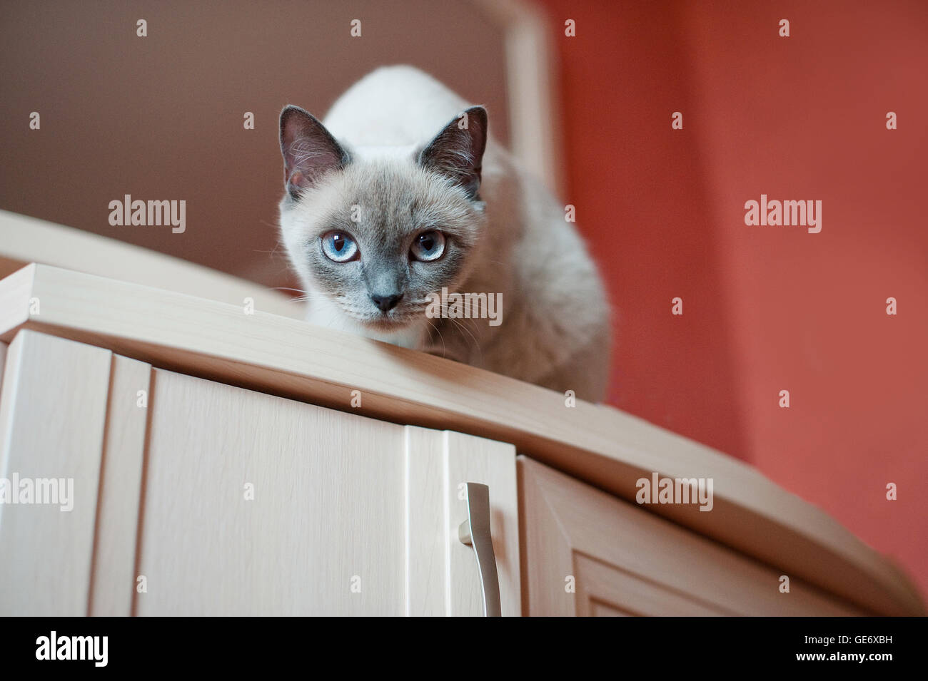 The cat looks down Stock Photo - Alamy