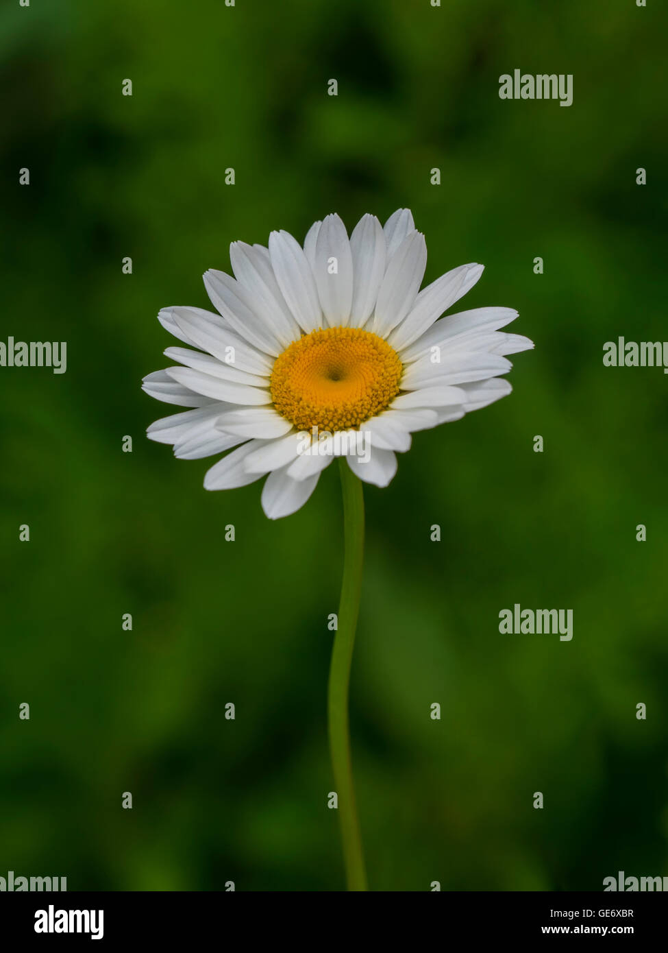 Single White Daisy Stock Photo - Alamy