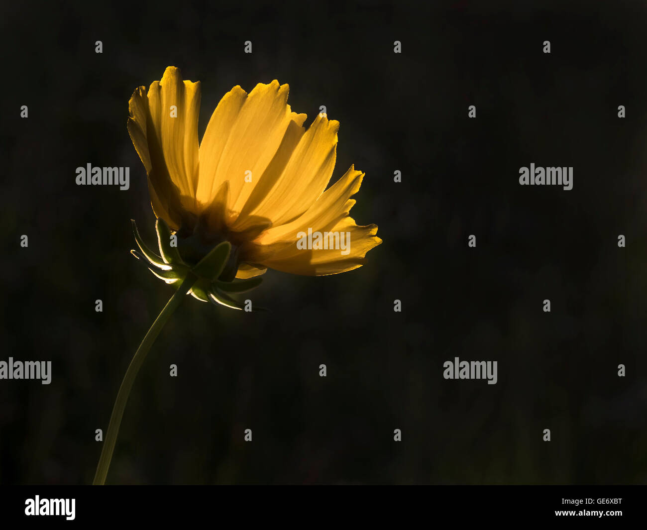 Single Yellow Flower in Sunlight Stock Photo - Alamy