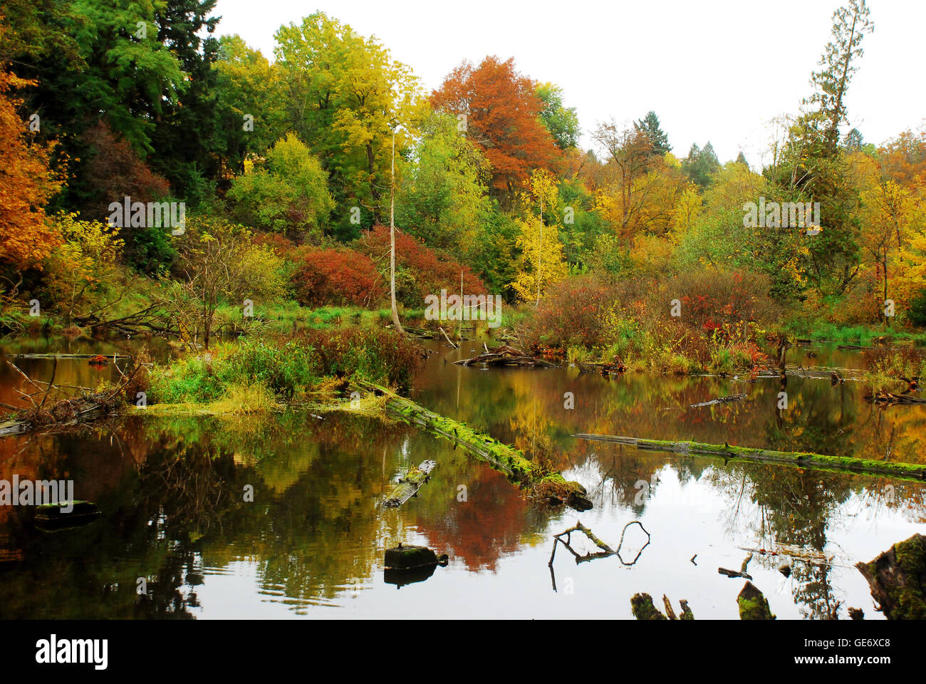 Forest pond in autumn Stock Photo - Alamy