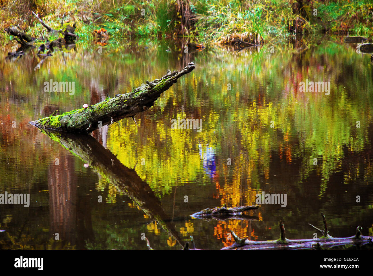 Mossy log reflecting in pond in autumn Stock Photo - Alamy