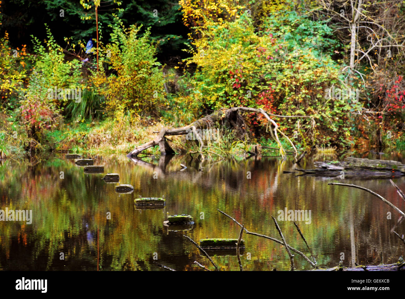 Mossy steps across pond in autumn Stock Photo - Alamy
