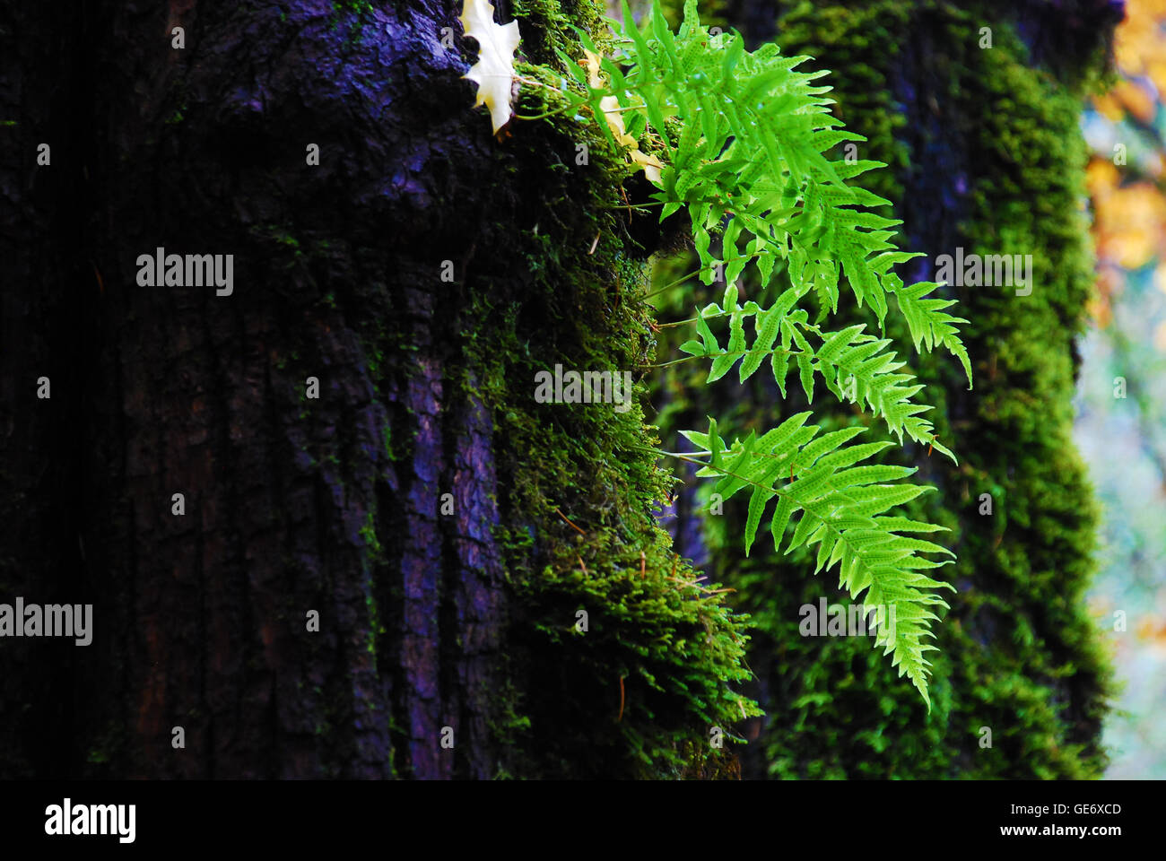 Dark moss hi-res stock photography and images - Alamy
