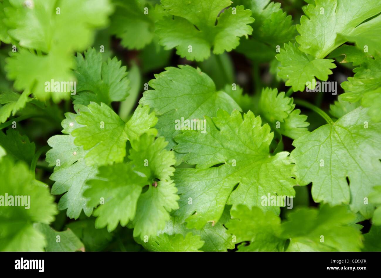 Cilantro herb growing close up. Comox Valley, BC, Canada Stock Photo ...