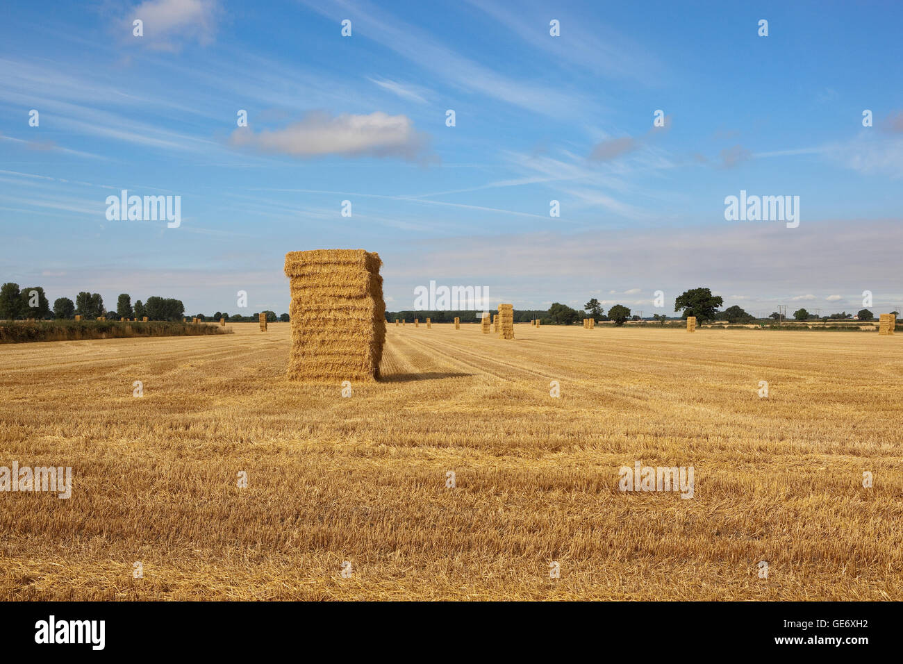 a harvested wheat field with straw stacks under a blue sky in summer ...