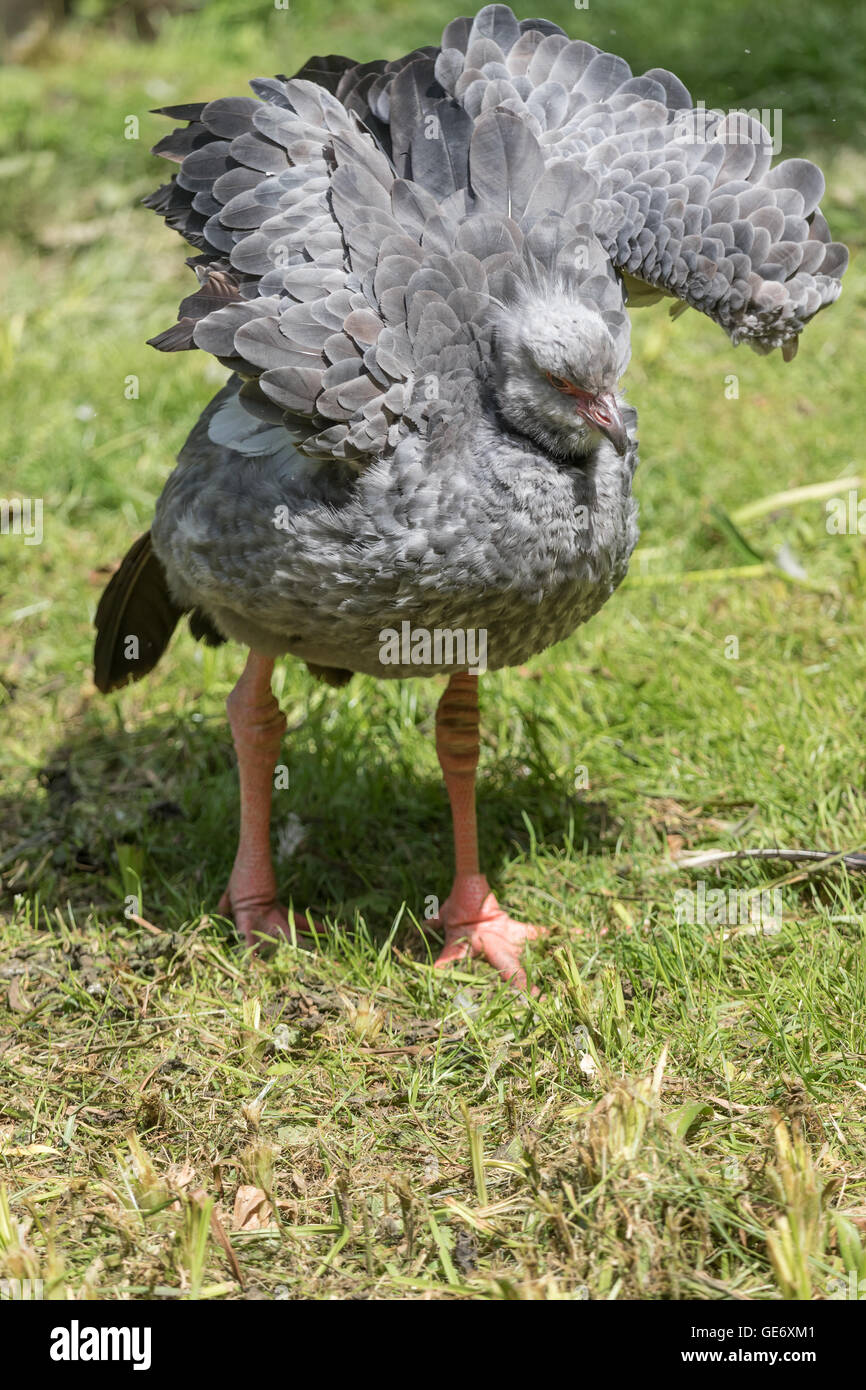 Front view of the Southern Screamer with spread wings Stock Photo - Alamy