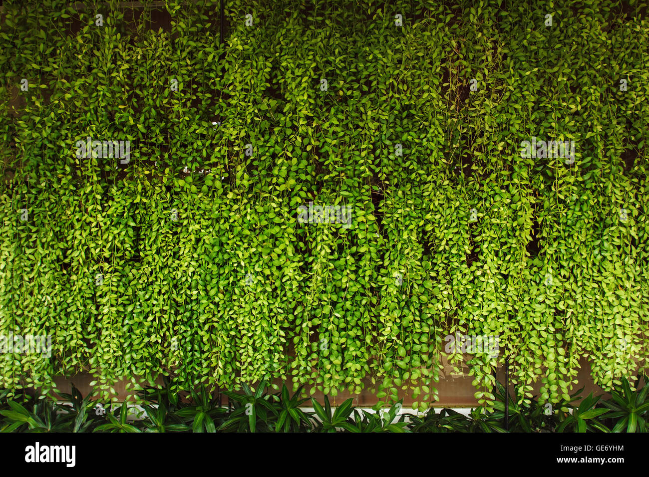 Green botany background. Great for text Stock Photo - Alamy