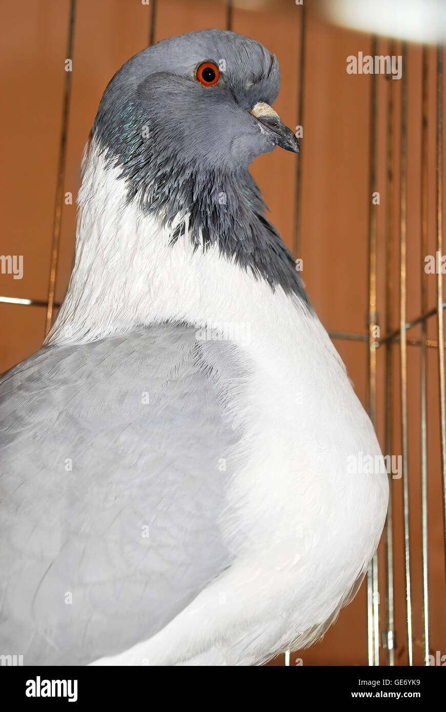 pigeon in expo cage Stock Photo - Alamy