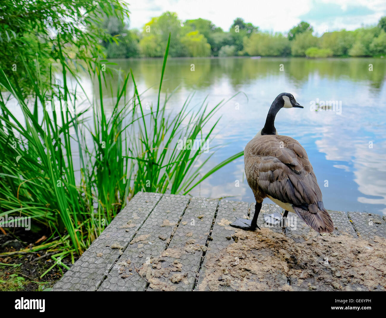Solitary goose seen looking at the photography. The adult bird is ...