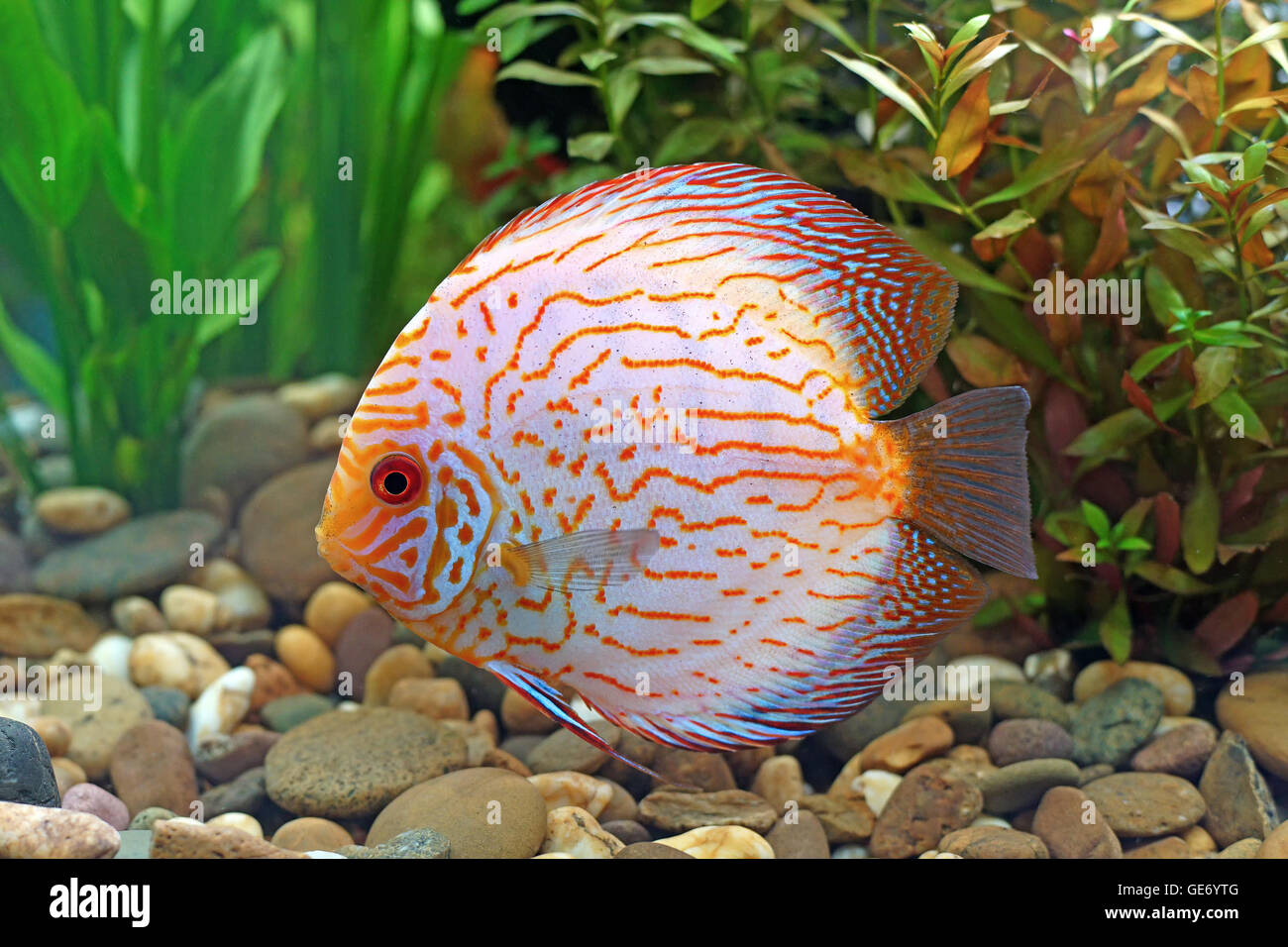 pompadour or symphysodon fish in the aquarium Stock Photo - Alamy