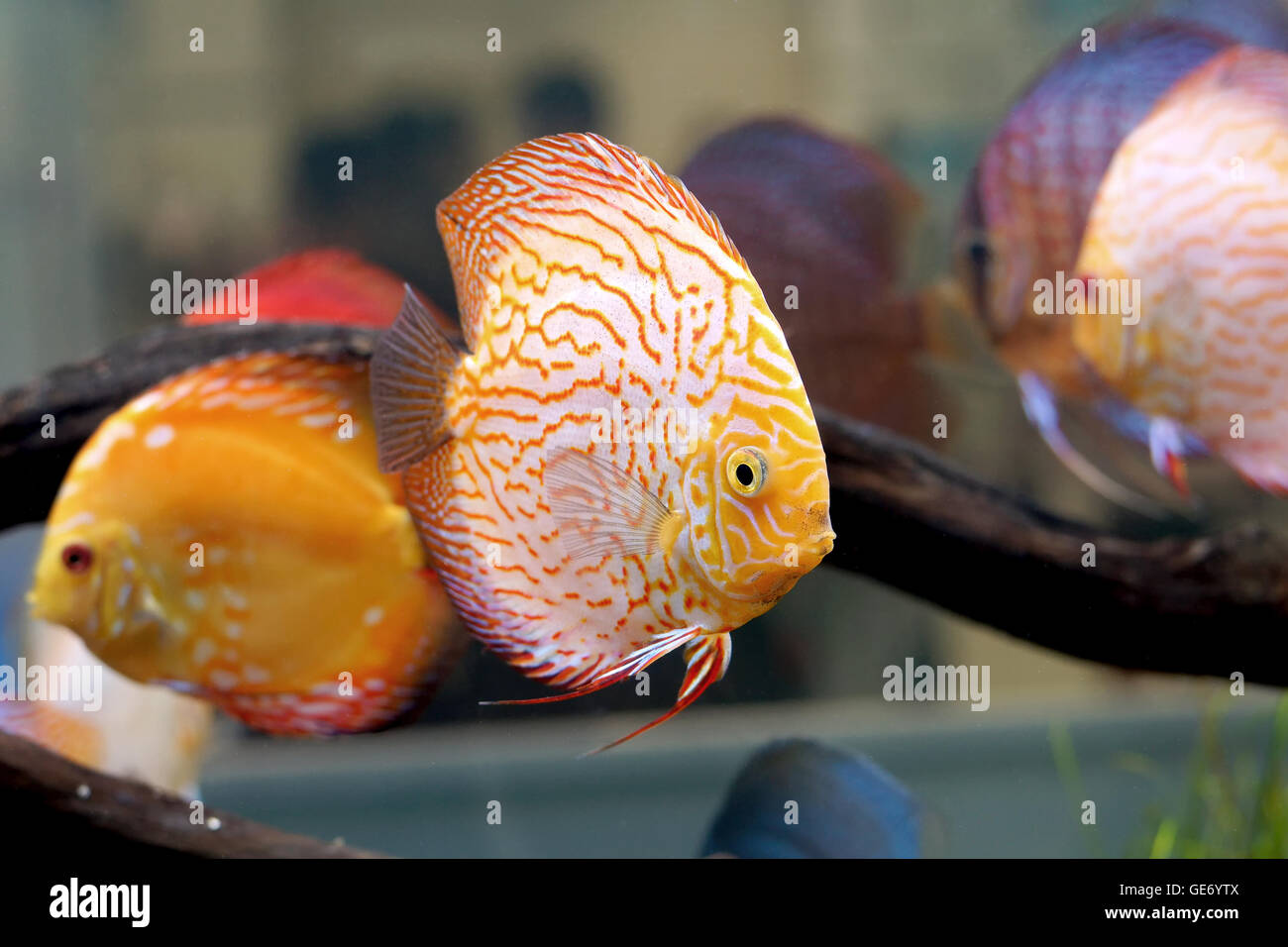 pompadour or symphysodon fish in the aquarium Stock Photo - Alamy