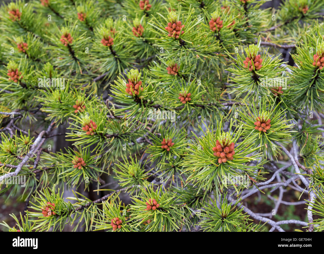 Budding needles hi-res stock photography and images - Alamy