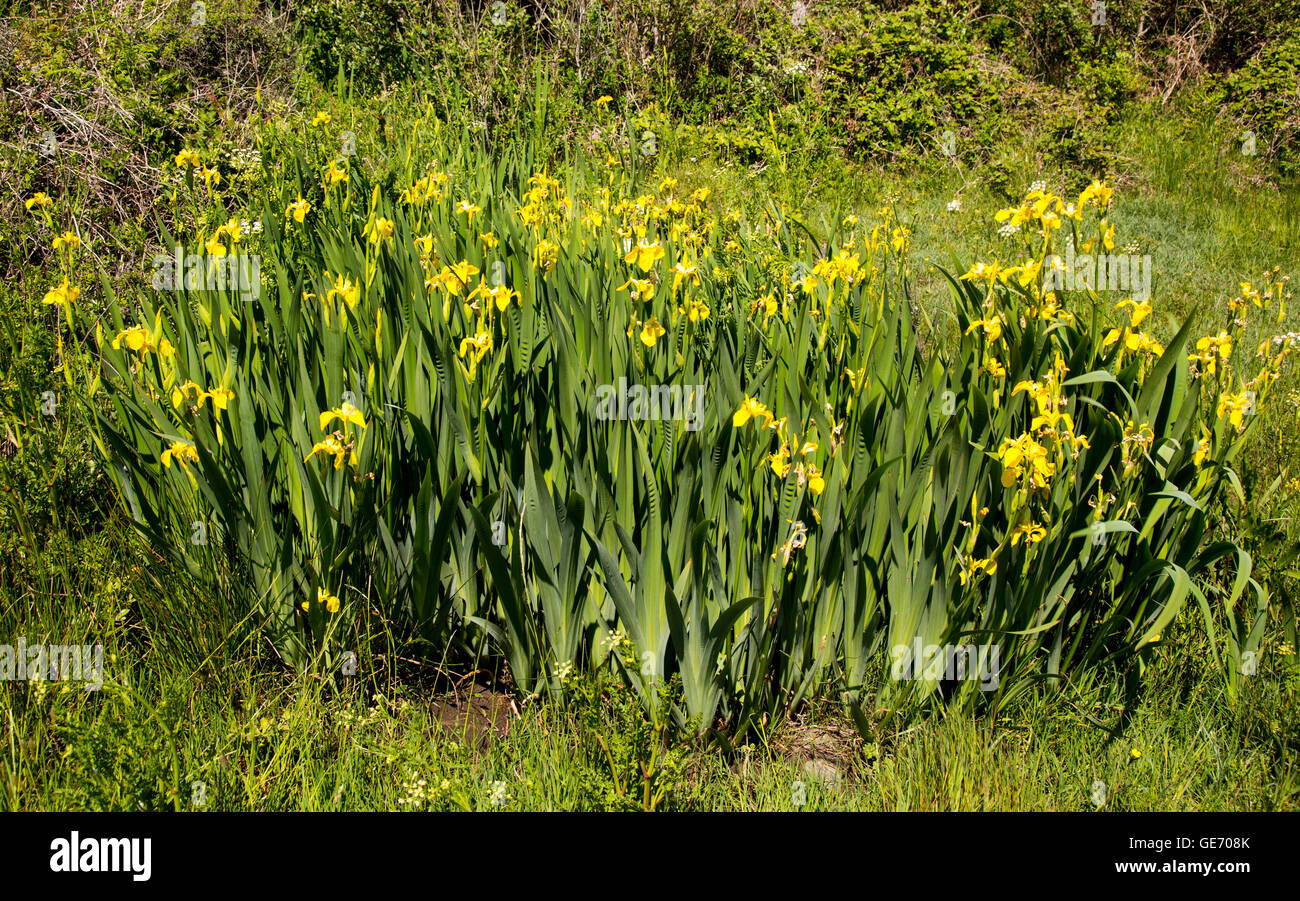Flag iris plants yellow flowers, Lowland Point, Lizard Peninsula ...