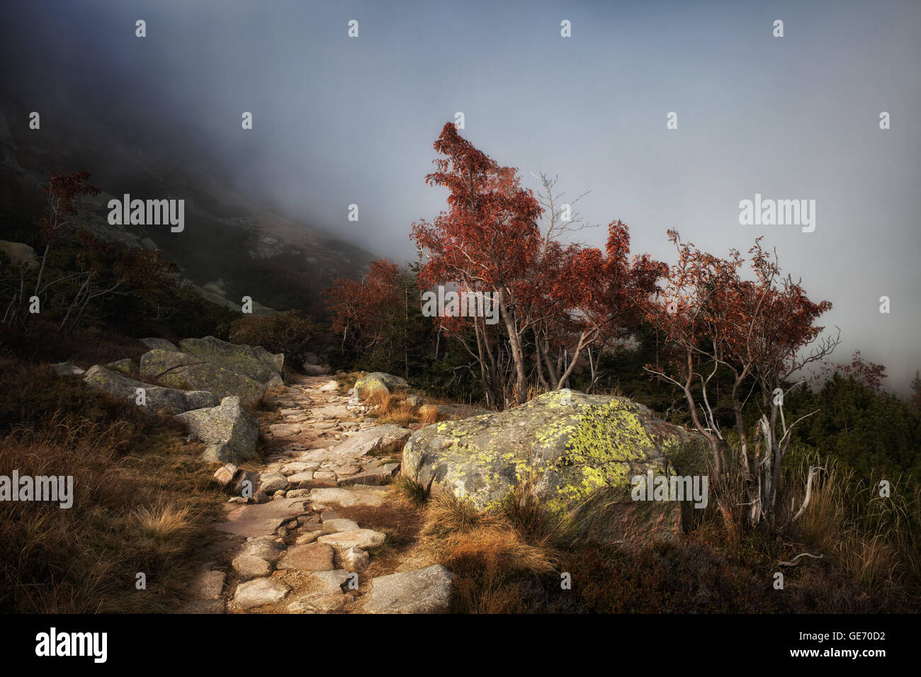 Path in misty mountains during autumn season, dwarfish trees, trail ...