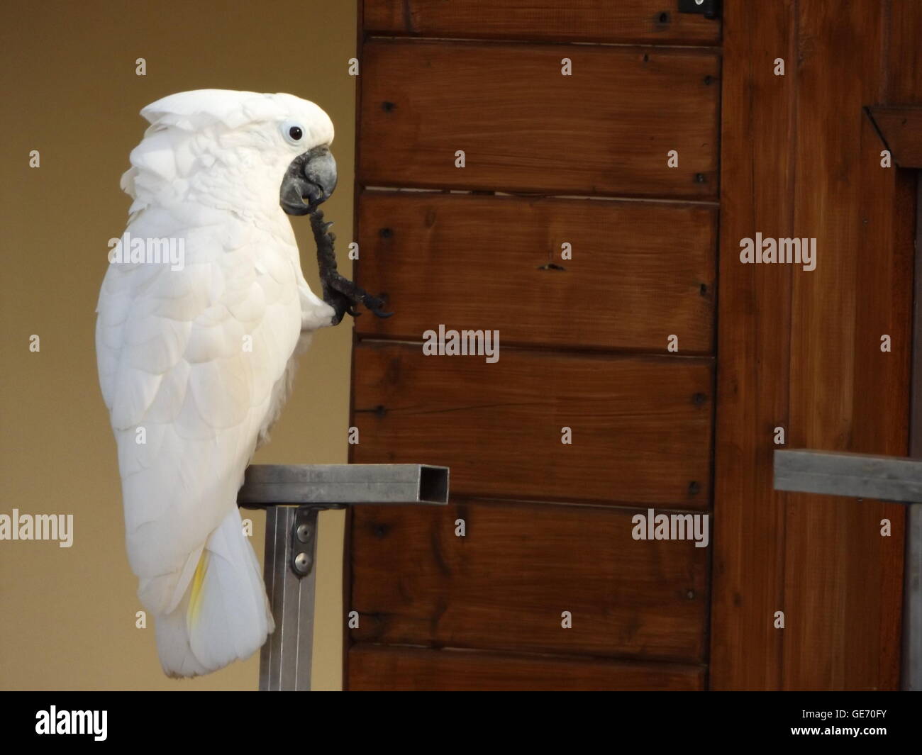 a white cockatoo on a metal stand Stock Photo - Alamy